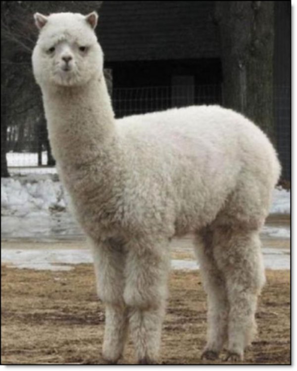 Baidu 10 Mythical Creatures (Grass Mud Horse) | Know Your Meme