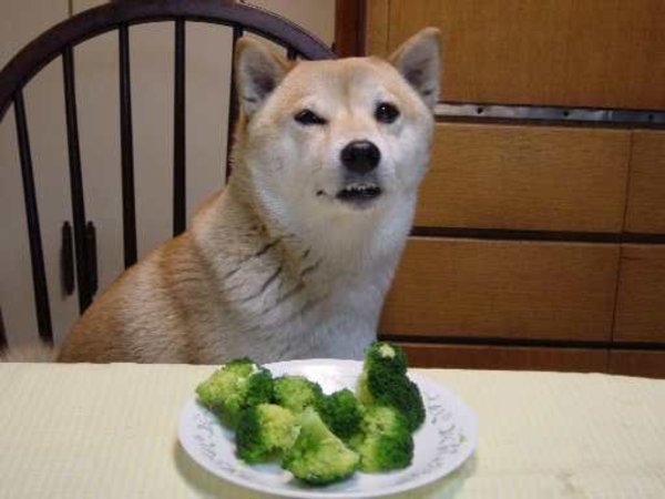 Broccoli Dog | Know Your Meme