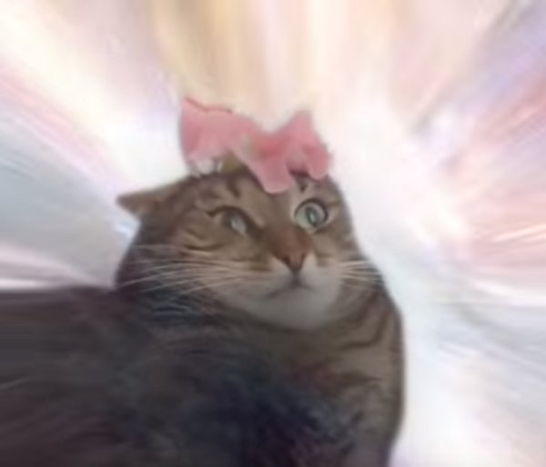 Cat Transcendence | Know Your Meme