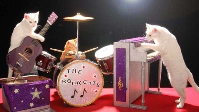 Cat Band | Know Your Meme