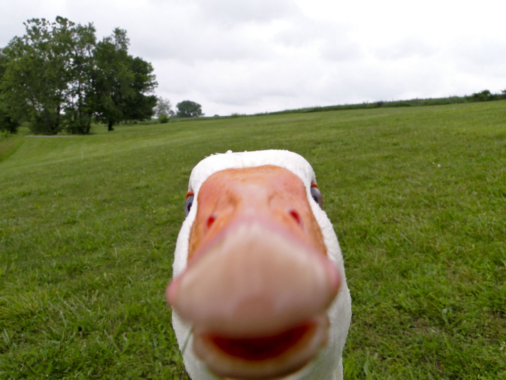 Greatest photobomb ever. : r/funny