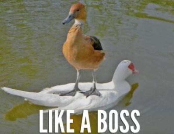 [Image - 110885] | Like A Boss | Know Your Meme