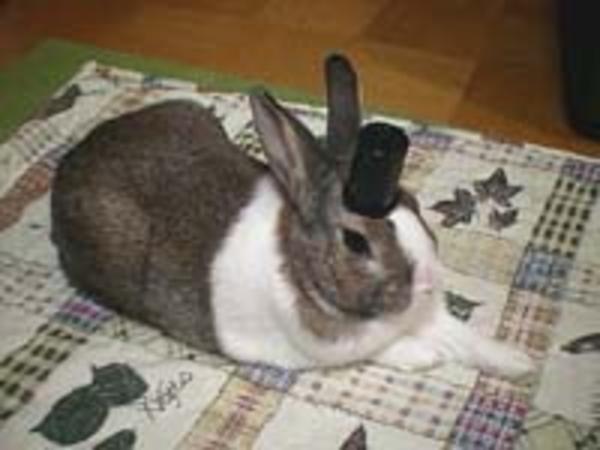 [Image - 411069] | Pancake Bunny | Know Your Meme