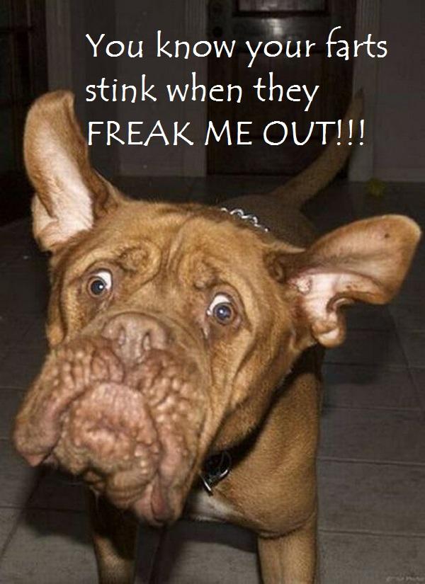 Memes Of Stinky