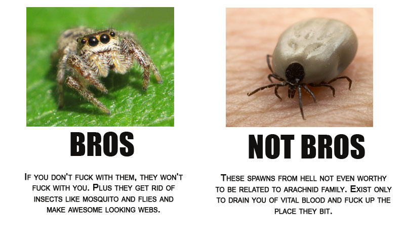Spiders vs. Ticks | Learn The Difference, It Could Save Your Life ...