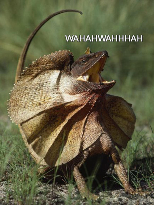 Funny Lizard Fails