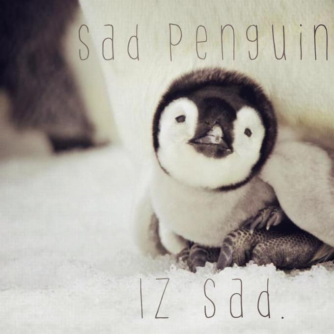 Sad Penguin | Know Your Meme