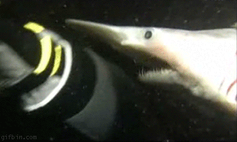 🔥 The incredibly rare Viper Dogfish shark is the only member of its ...