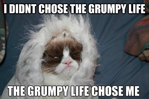 The Grumpy Life | Grumpy Cat | Know Your Meme