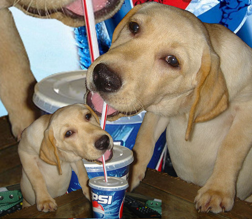 Dog drinking pepsi | Dogs | Know Your Meme