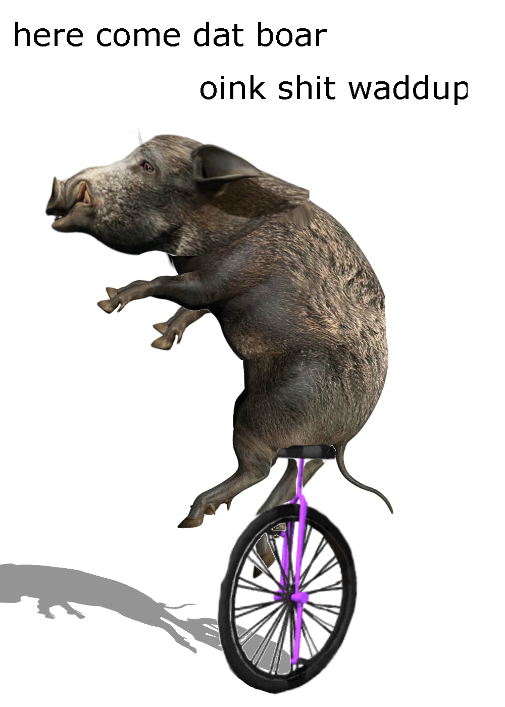 Boar Memes